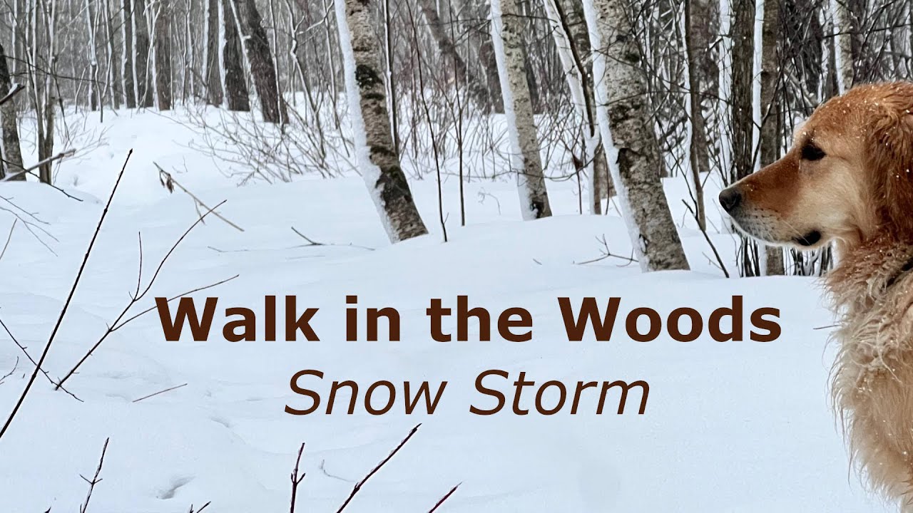 Walk in Woods - Early Spring Snow Storm - YouTube