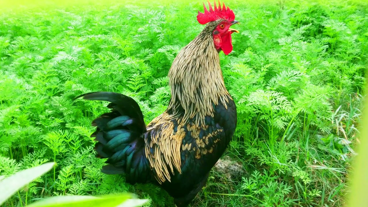 Best Rooster Sound - Rooster Crowing Sounds Effect - Rooster Video ...