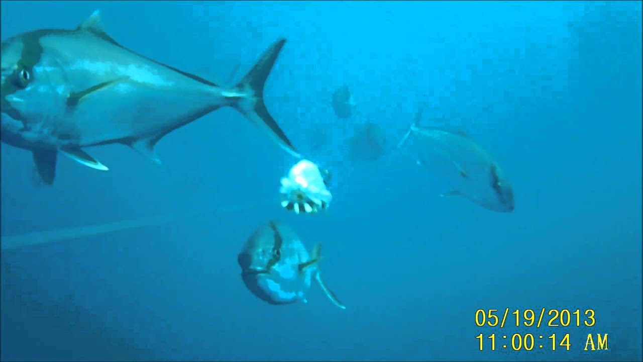 Deep Blue Fishing - King Mackerel Rig - YouTube