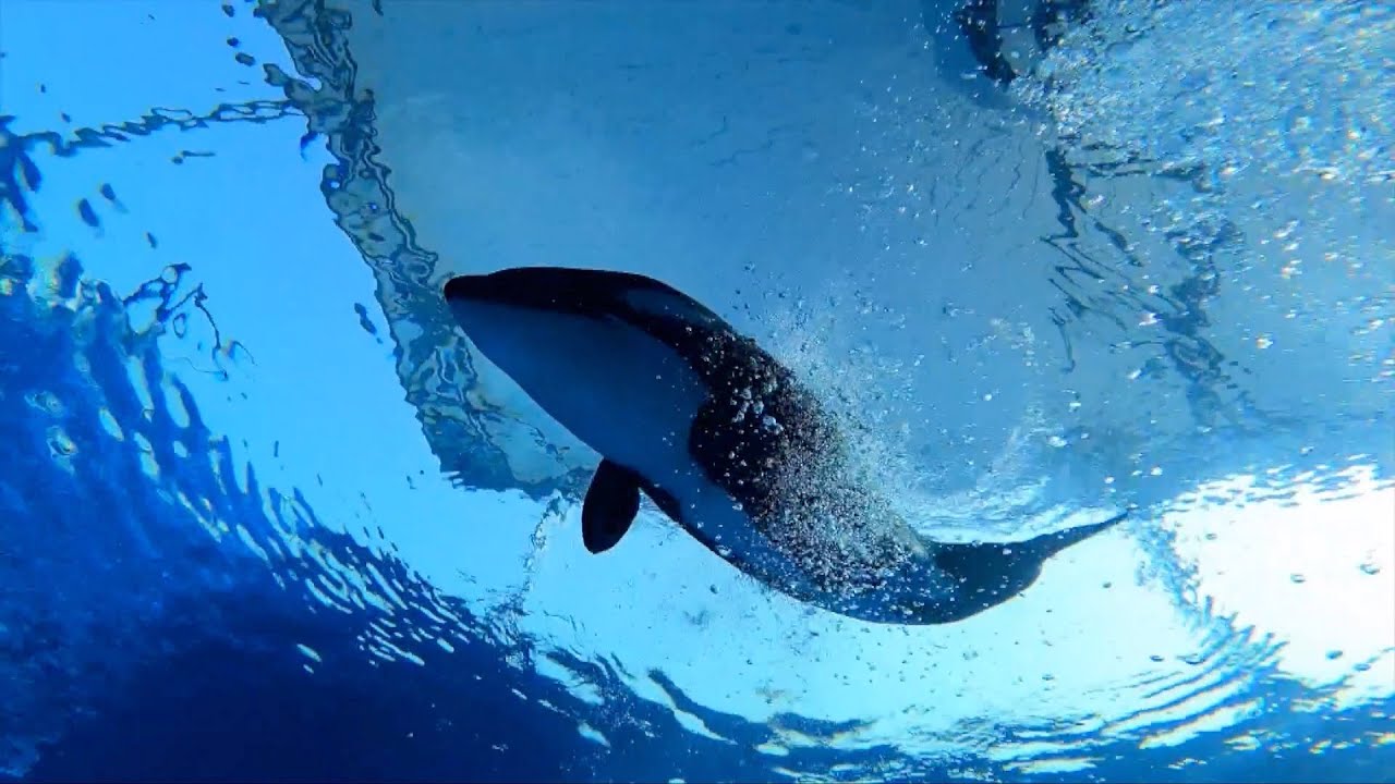 Killer Whale And Baby Wallpaper