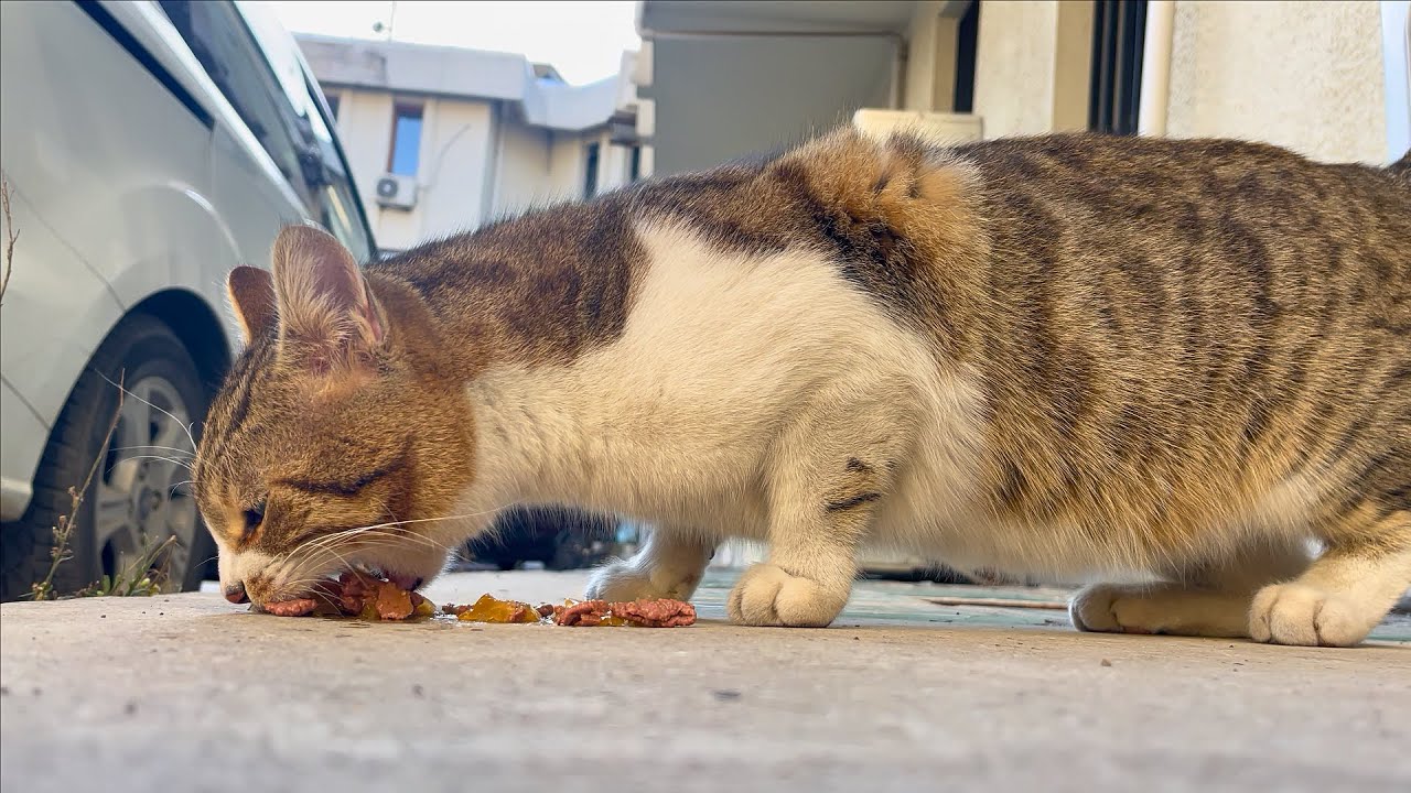 i saved this poor stray cat from starving at the last moment - YouTube
