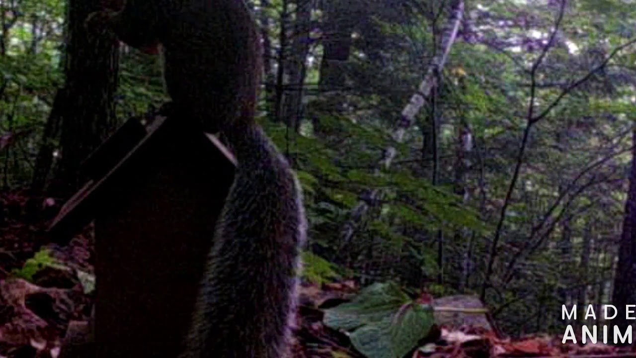 squirrel scouting - YouTube
