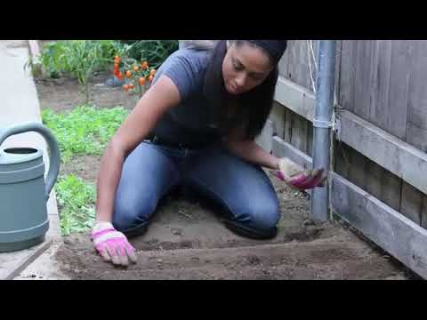 How to: Chive Plant Spacing - YouTube