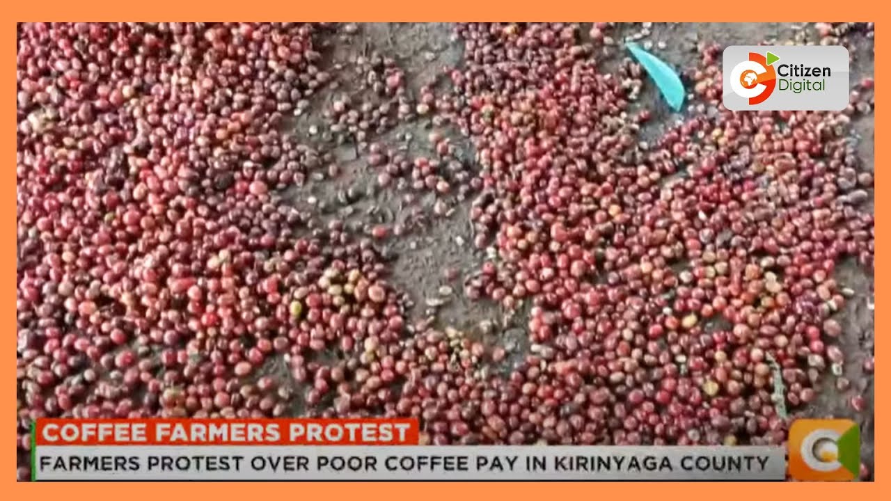 Farmers protest over poor coffee pay in Kirinyaga county - YouTube