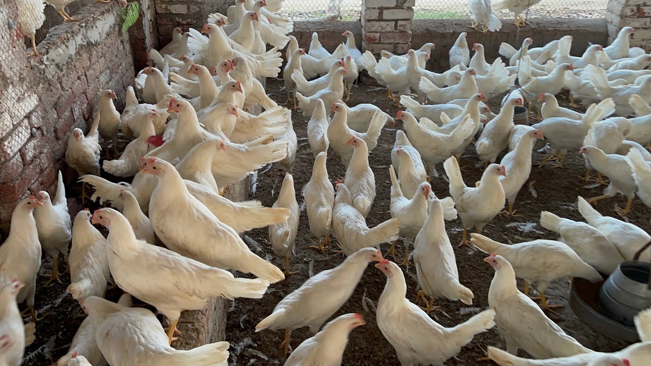 Pakistan Poultry Farm | Pakistan Production | Pakistan farming | part ...