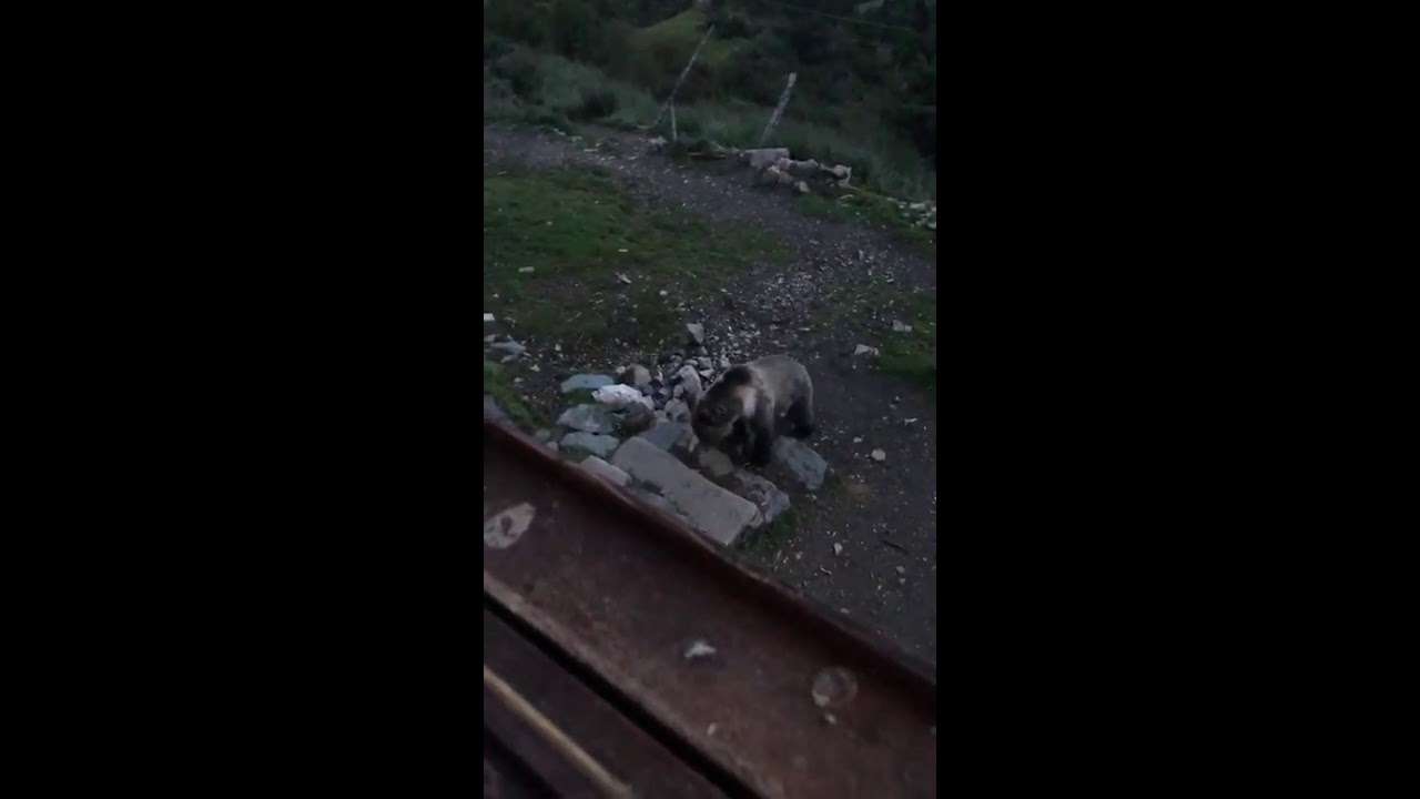 A Tibetan Blue Bear? - YouTube
