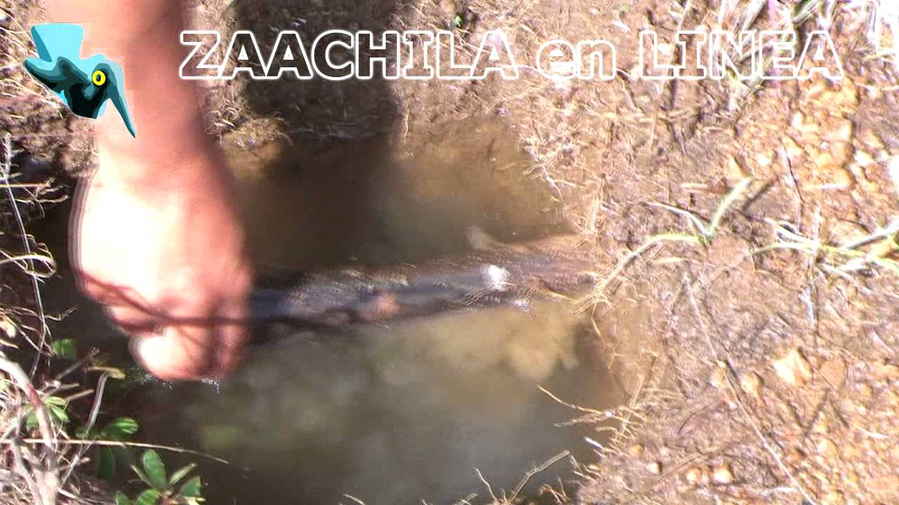 veneros de agua en Zaachila un recurso que tenemos que cuidar - YouTube
