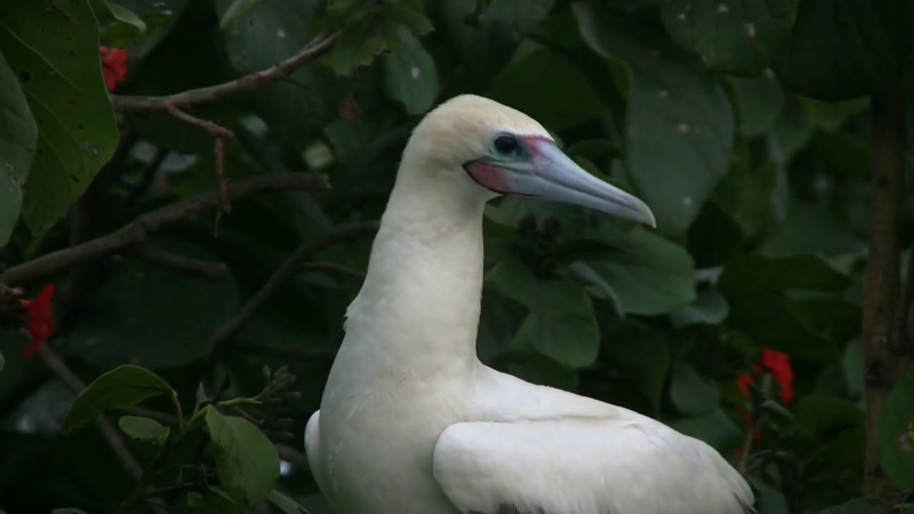 Red-footed Booby - Half Moon Caye, Belize - YouTube
