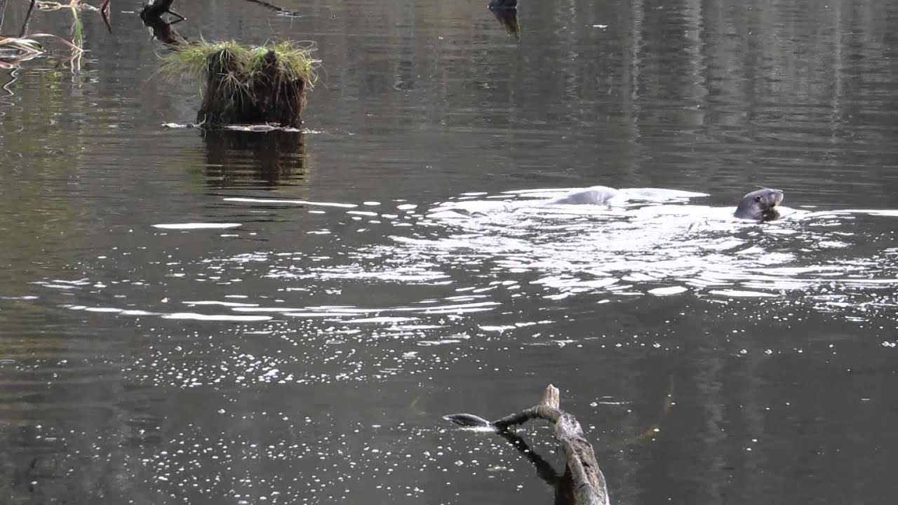 Three otters swimming at Earth Sanctuary - YouTube