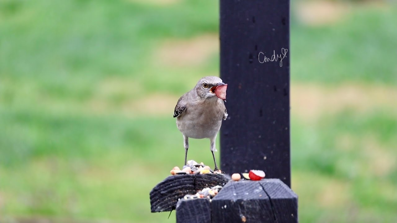 Northern Mockingbird eating grapes and blueberries - YouTube