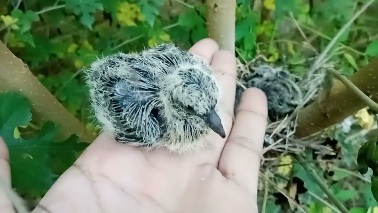 Baby Bird dove morning, from eggs, hatching,nesting,loving bird baby ...