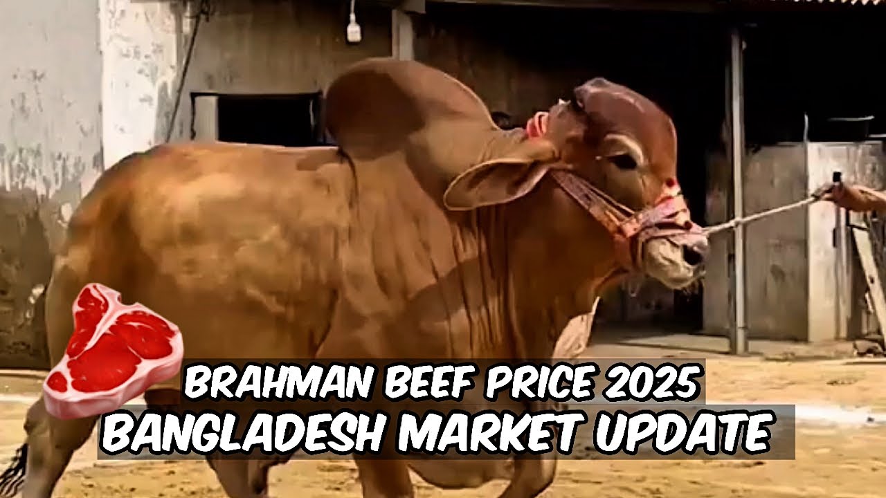 Brahman Beef Price in Bangladesh 2025 | Latest Beef Market Update - YouTube