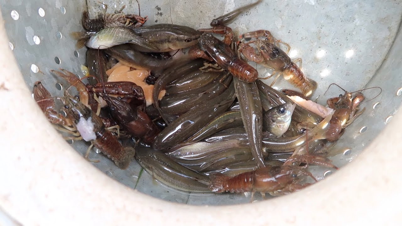 Minnow Trapping Bonanza! (Minnows & Crawdads) - YouTube