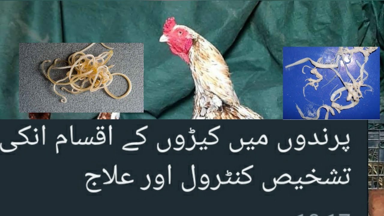 Internal worms in birds signs symptoms and treatment! Deworming in ...