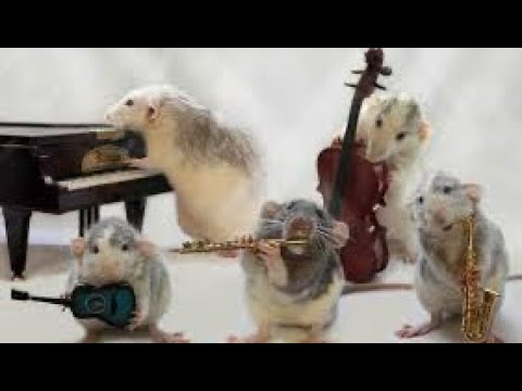 The rat orchestra - YouTube
