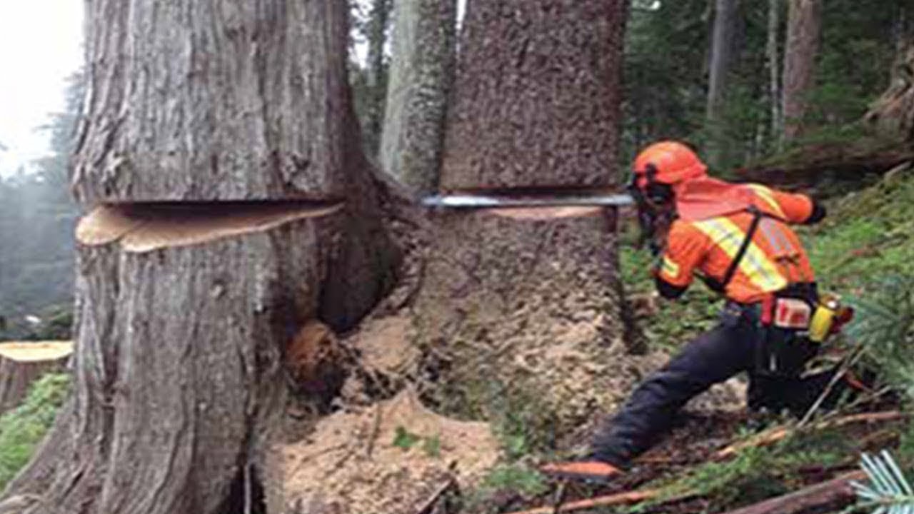 Amazing Dangerous Cutting Huge Tree Skills With Chainsaw, Incredible ...