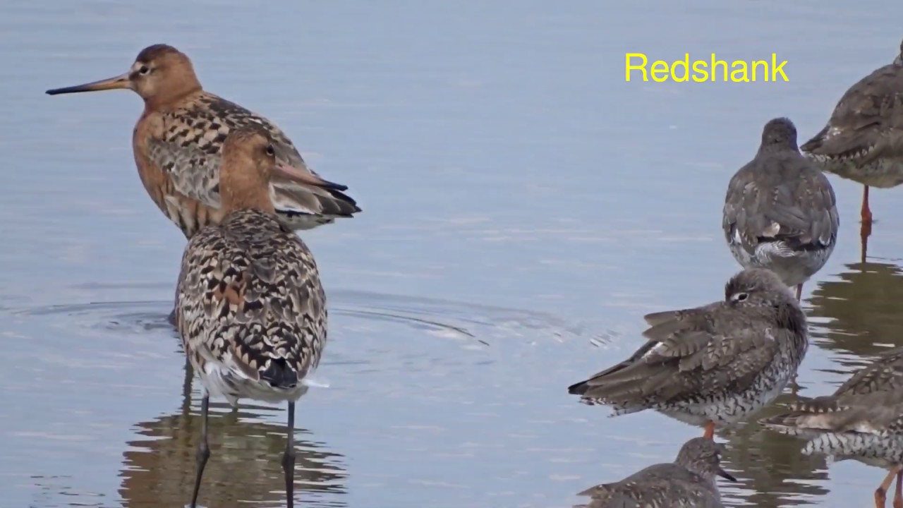 Shoreline Birds - YouTube