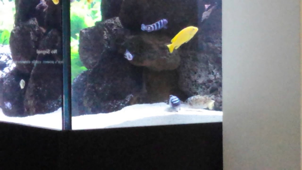 Wild Labeotropheus Trewavasae Higga Reef breeding - YouTube