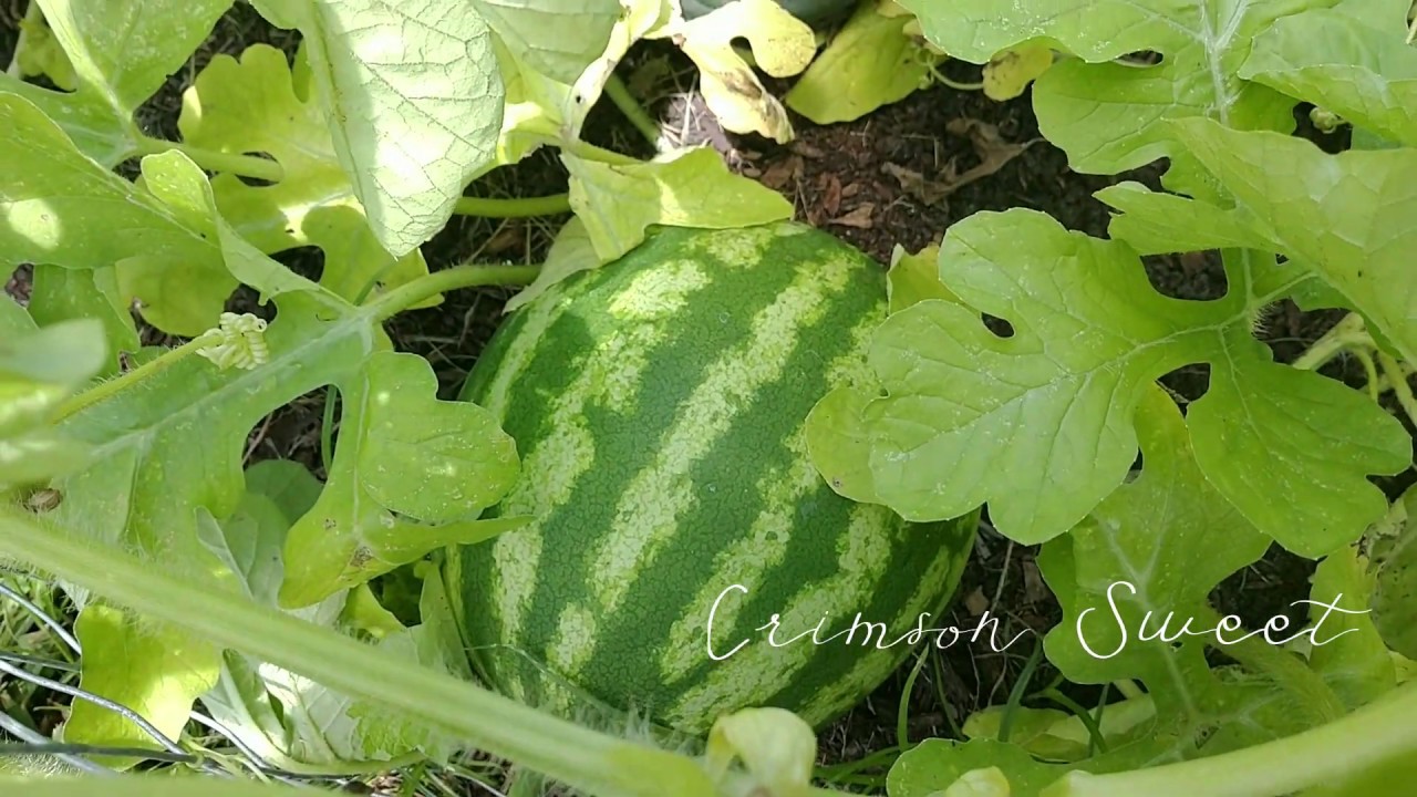 Watermelon Patch in NE Florida: Crimson Sweet and Sugar Baby - YouTube