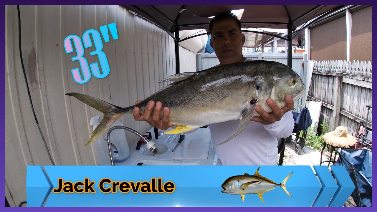 Fileteando Jack Crevalle o Jiguagua ️ fish fillets - YouTube