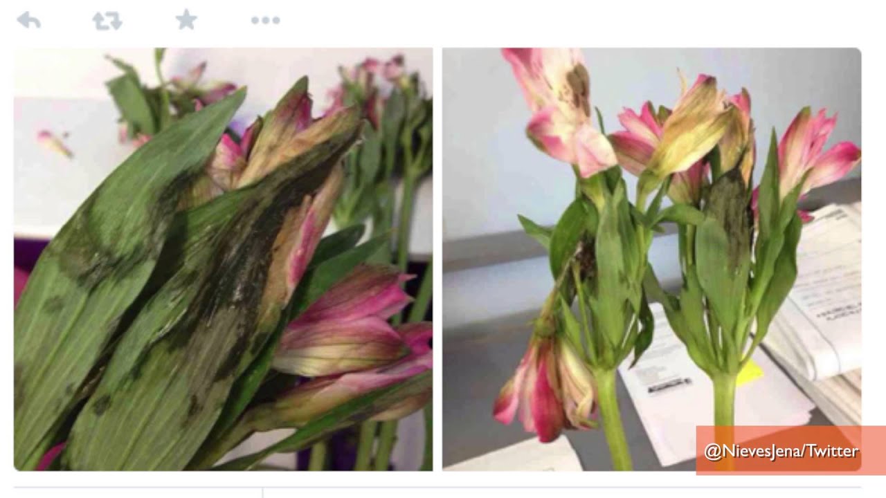 1-800-Flowers Botches Valentine's Day Deliveries - YouTube