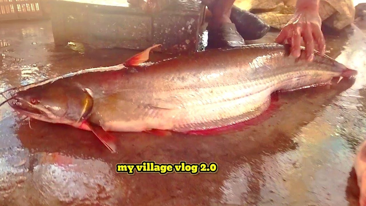 6kg viral Boal fish? trending?what a amazing Boal fish cutting.woooa ...