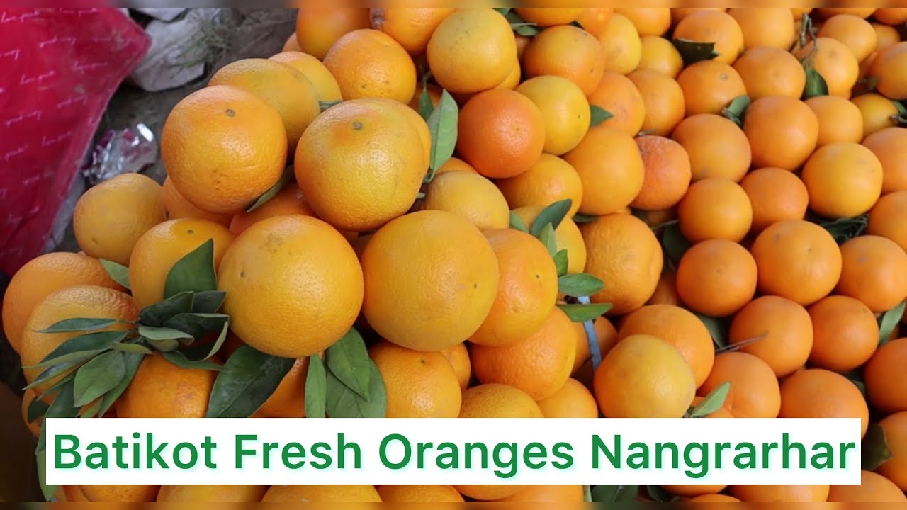 Batikot Fresh Oranges Nangrarhar - Afghanistan - YouTube