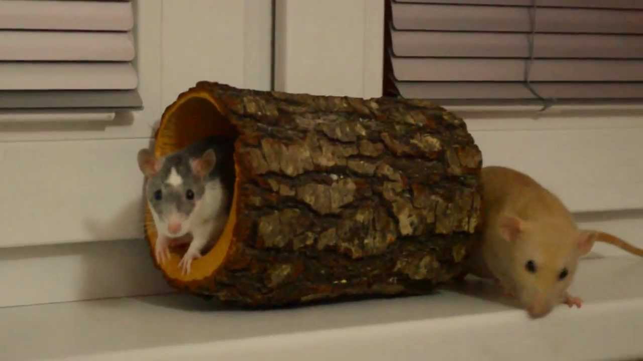 Rat playground - YouTube