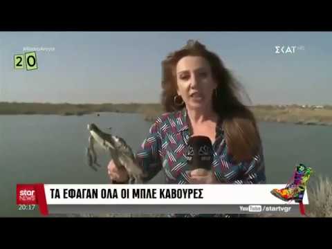 ΤΑ ΦΟΝΙΚΑ ΜΠΛΕ ΚΑΒΟΥΡΙΑ | ΡΑΔΙΟ ΑΡΒΥΛΑ - YouTube