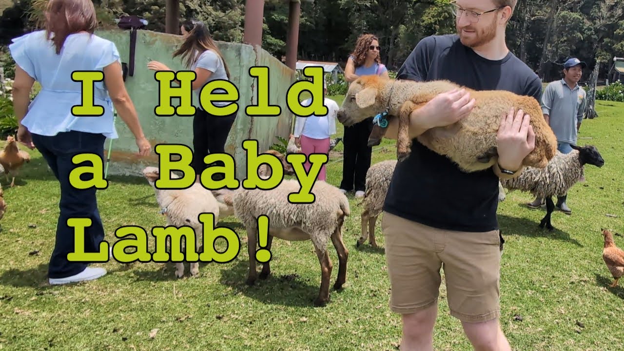 I Held a Baby Lamb and Fed Adorable Sheep at Finca El Oasis - YouTube