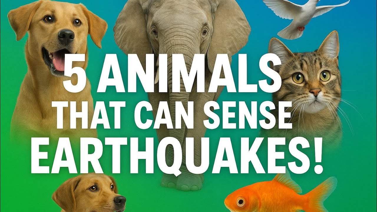5 Animals That Can Sense Earthquakes Before They Happen! - YouTube