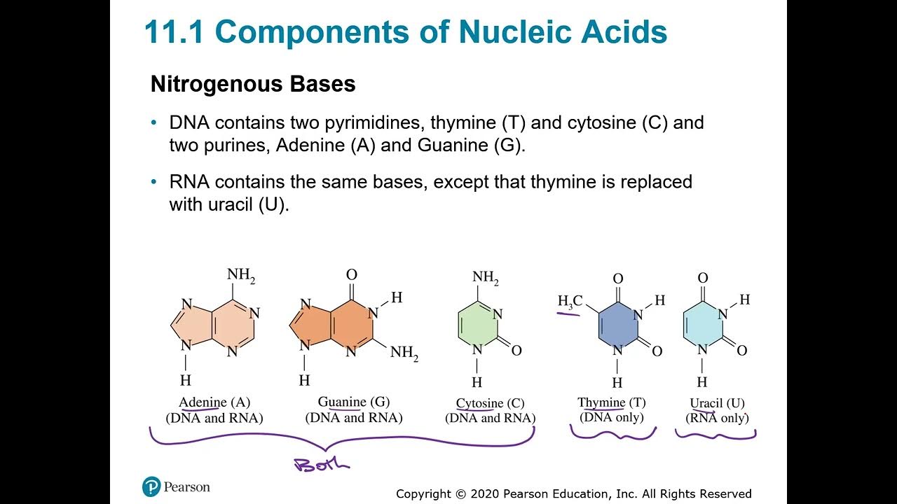 CHM 130 OL01 Chapter 11 Nucleic Acids Through Mutations Lecture - YouTube