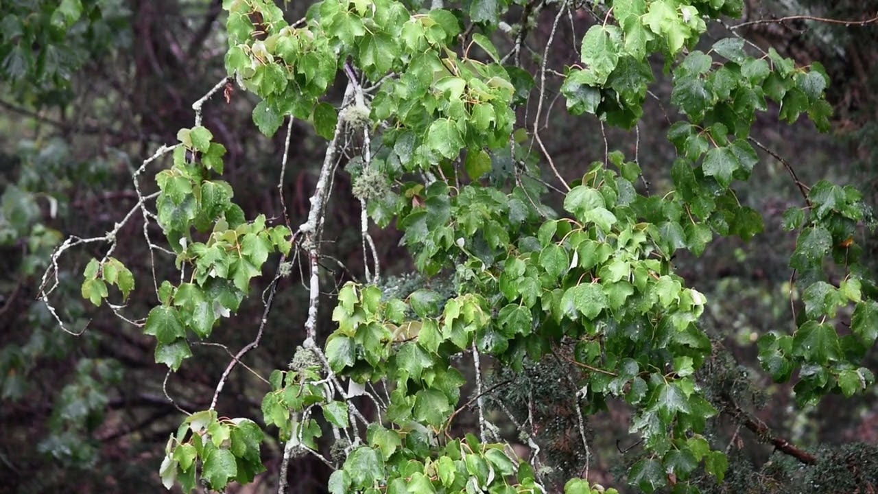 August Rain - YouTube