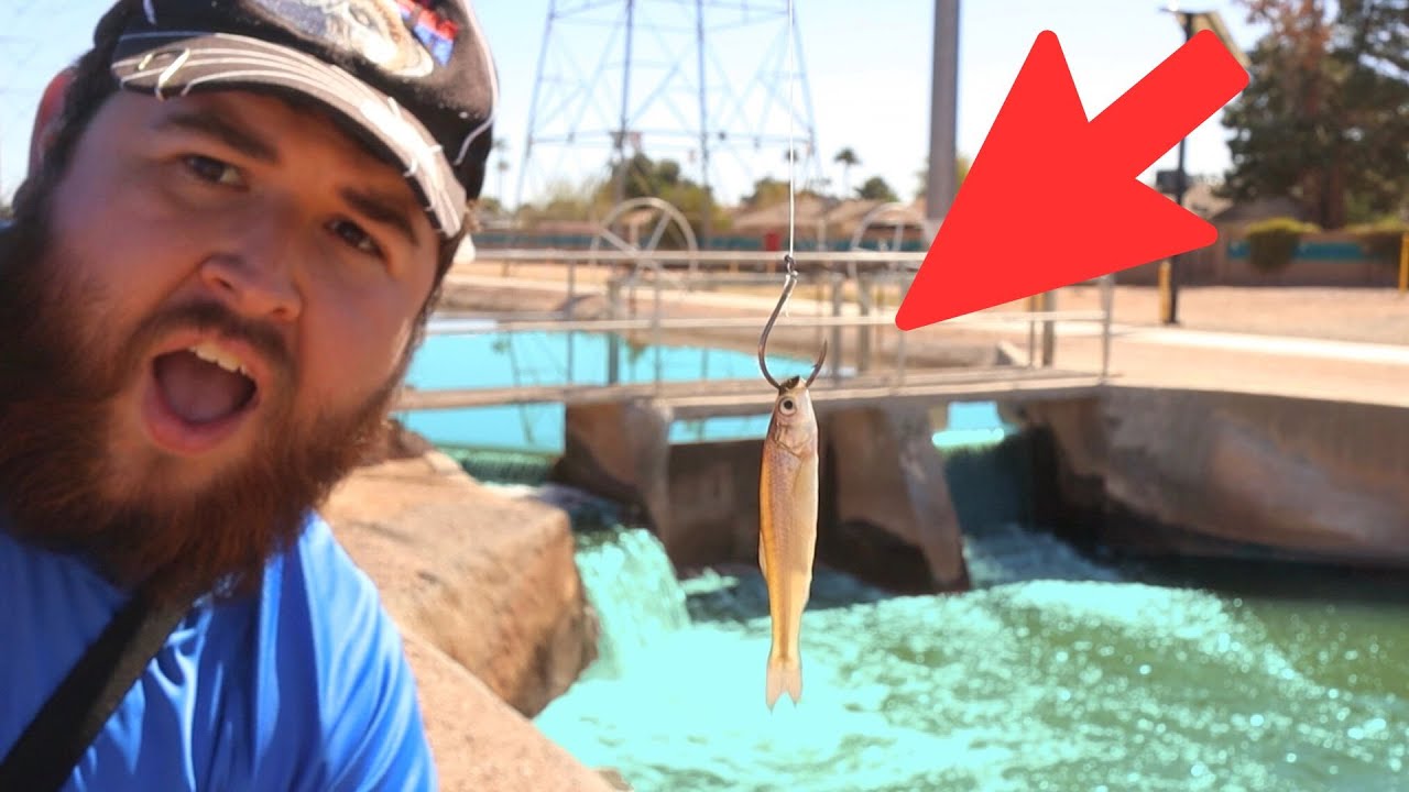 Fishing with LIVE MINNOWS in an Urban Arizona Canal! - YouTube