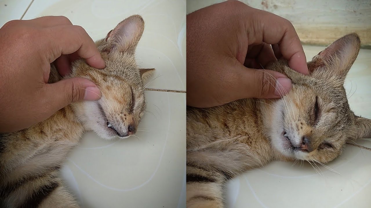 A very cute and adorable cat, do you also want to pinch its cute cheeks ...