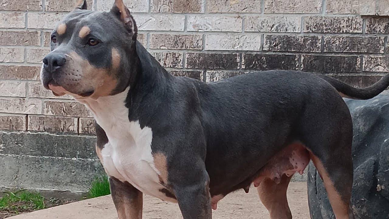 United Kingdom Banning The American Bully Breed. We stand by this Breed ...