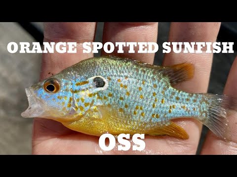 Orange Spotted Sunfish!! The OSS!! - YouTube