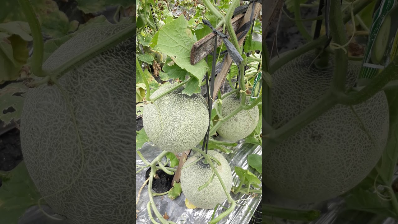 MELON ERNA F1 CAP MUTIARA BUMI - YouTube