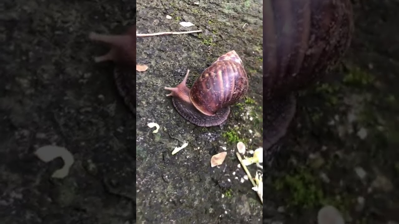 GARDEN SNAIL SA DAAN #snail #gardensnail #shorts - YouTube