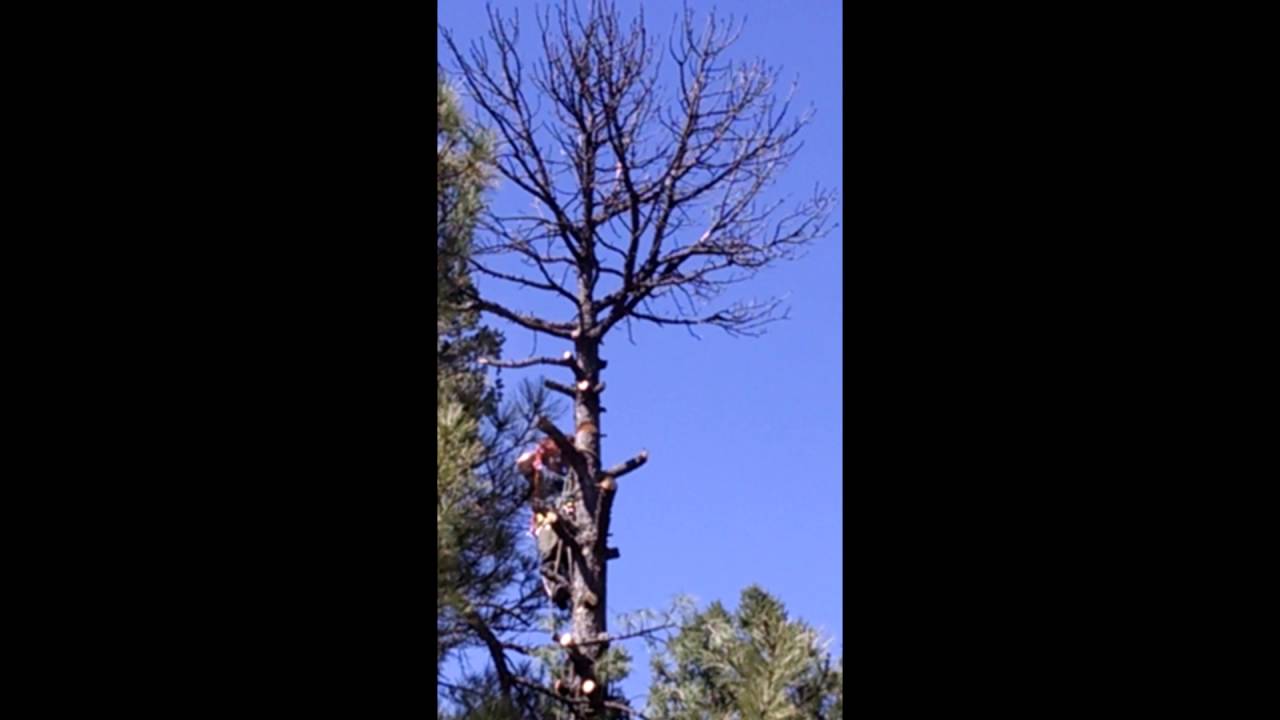 A Quick "Tree's Top" Dropping Video - YouTube