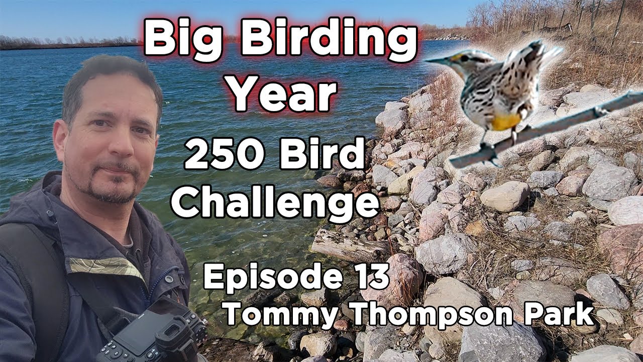 Birding Big Year 250 Bird Challenge Tommy Thompson Park Ep 13 - YouTube