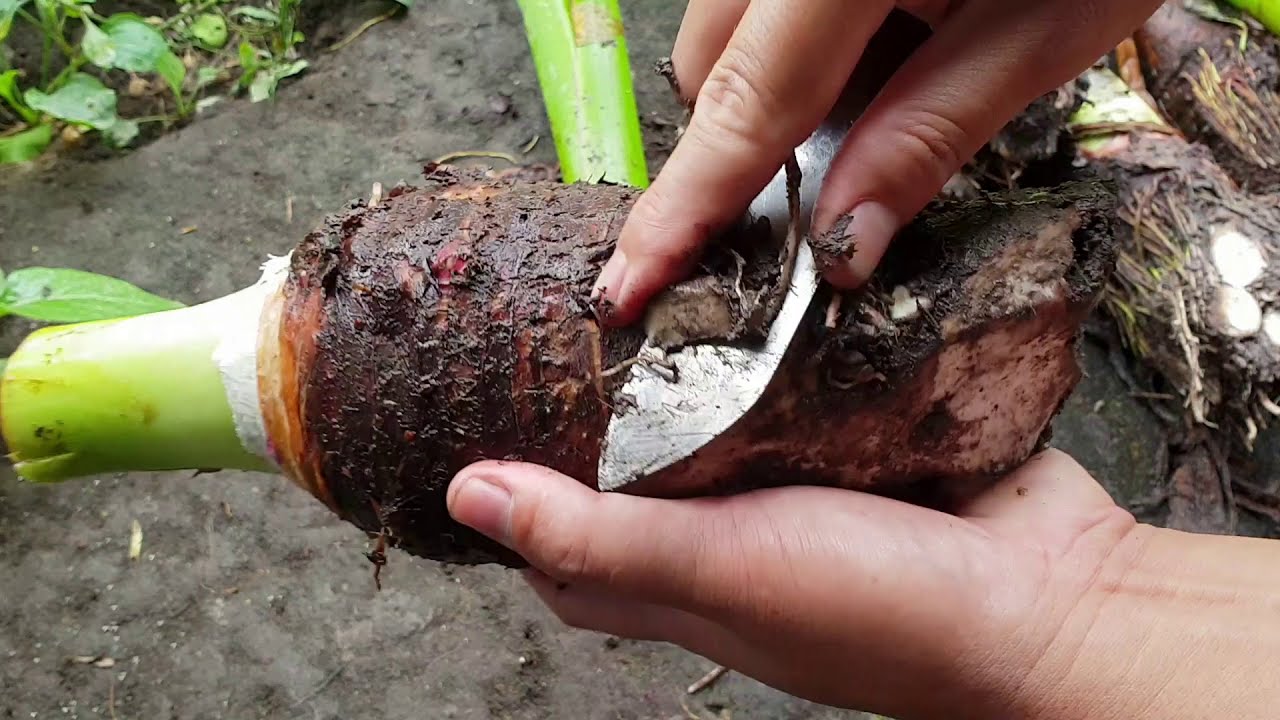Harvesting and cleaning taro tubers - YouTube