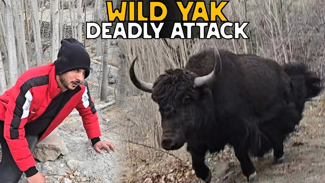 Trophy yak ne humla kr diya 😱 - Baby yak lenay hunza ponch gae - Allah ...