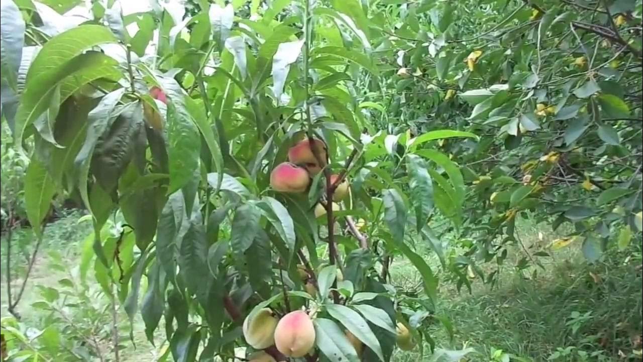 Курчавости персика - НЕТ. - YouTube