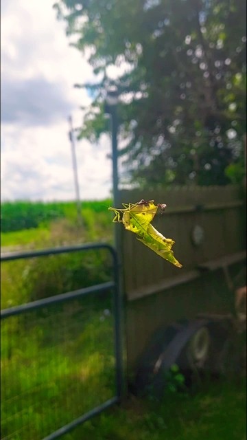 🍃Leaf glider Mantis 🪂 - YouTube