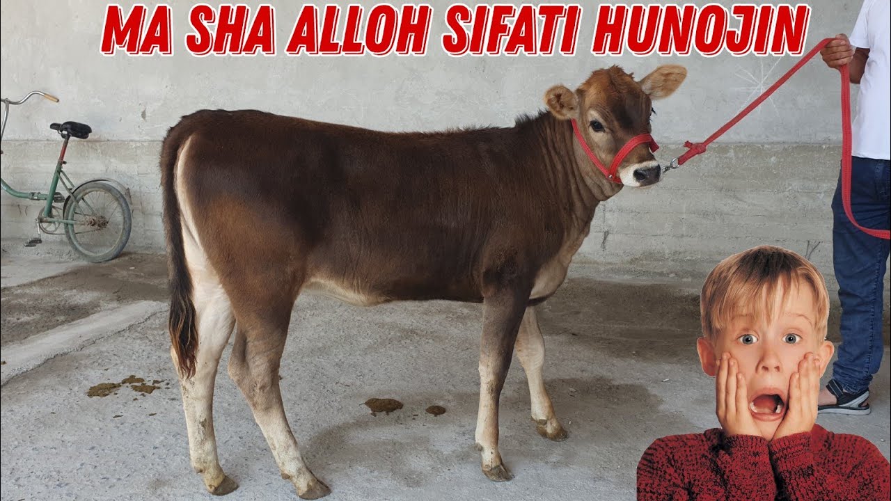 Tozza Shived Va Jaydari Hunojinlar - YouTube