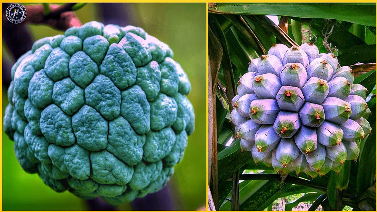 7 Most Expensive Fruits in the World || Rare Fruit Lovers!RAREST fruit ...