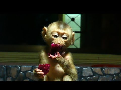 Baby Monkey Dodo Eat Dragon And Mango Before Sleep - YouTube