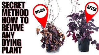 Miraculous Method To Revive Dead And Dying Plants | In Ground Or Potted
