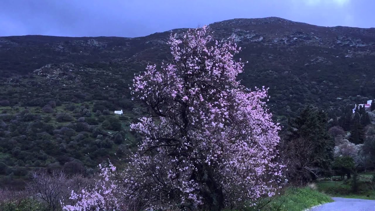 Η ΑΝΘΙΣΜΕΝΗ ΑΜΥΓΔΑΛΙΑ ΣΤΟ ΕΛΕΟΣ ΤΟΥ ΒΟΡΙΑ - YouTube